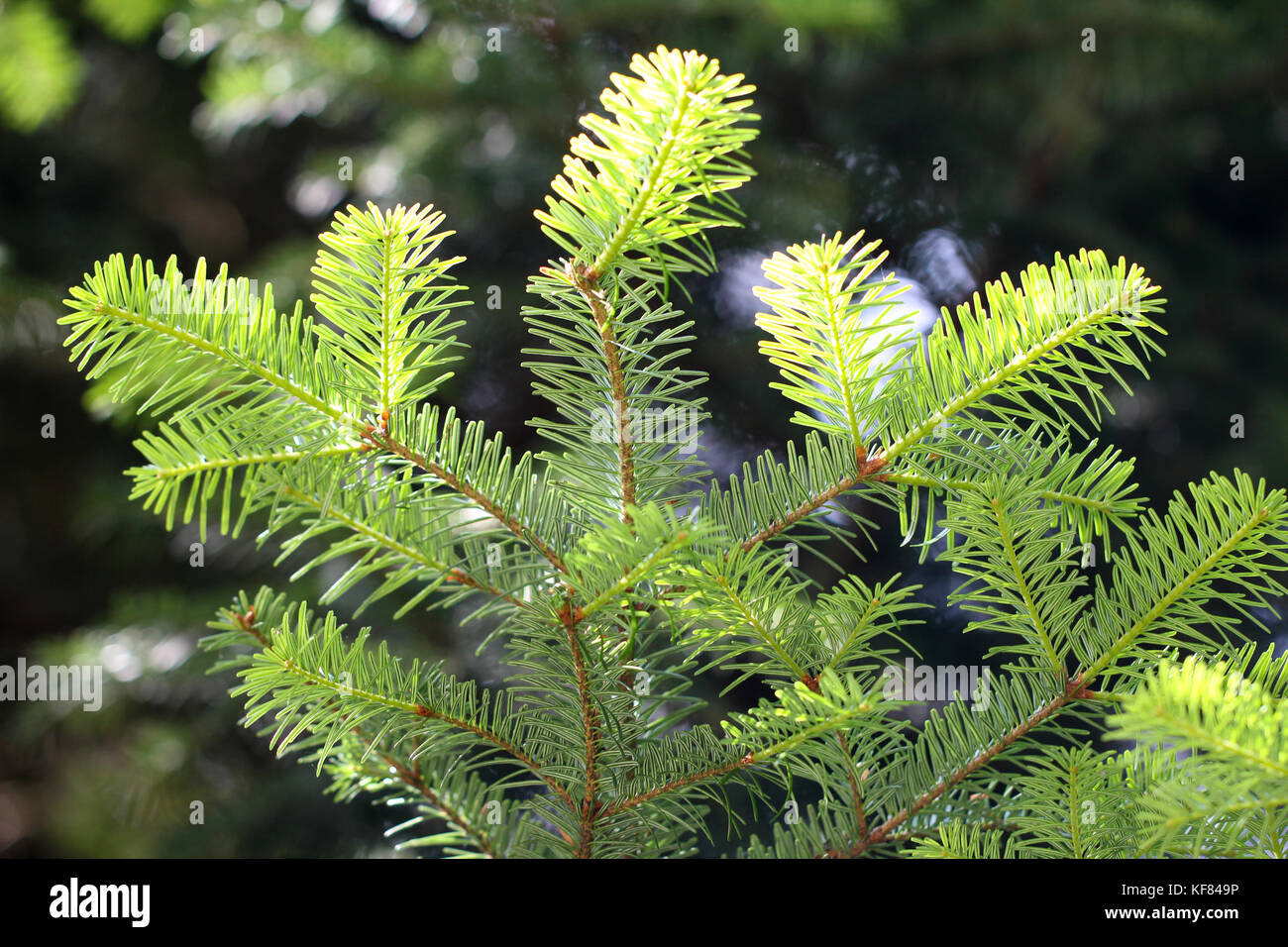 Coniferous trees in forest / Needles close-up Stock Photo - Alamy