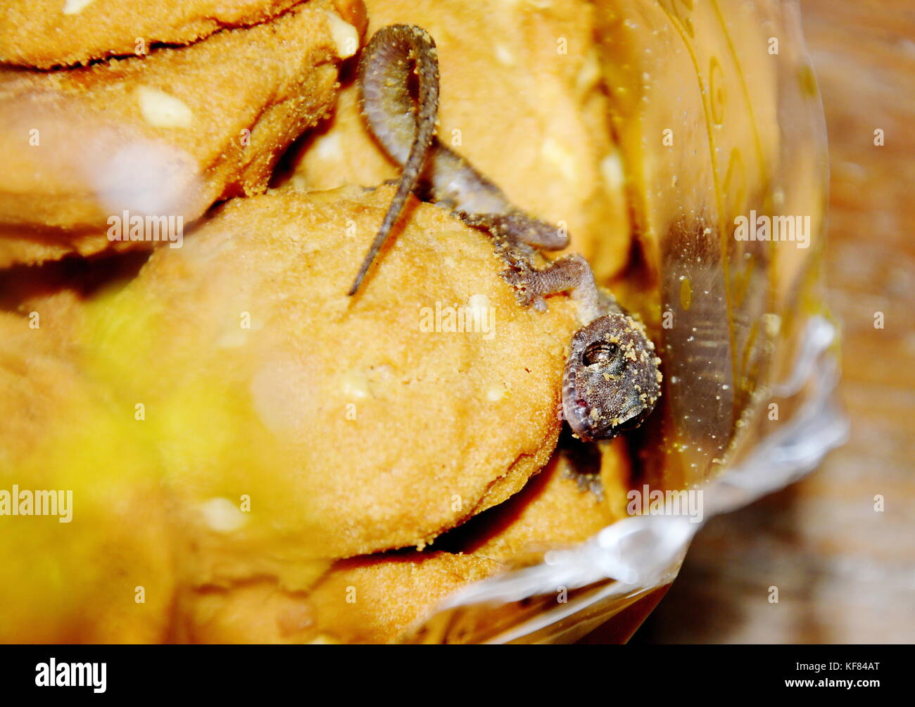 lizard feeding cookies in clear plastic bag Stock Photo - Alamy