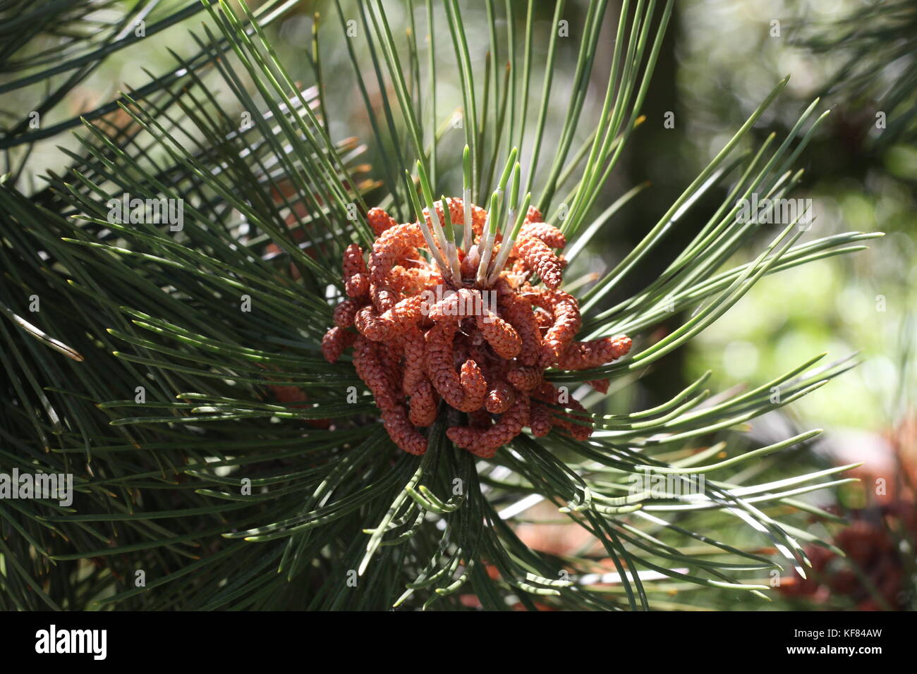 Coniferous trees in forest / Needles close-up Stock Photo - Alamy
