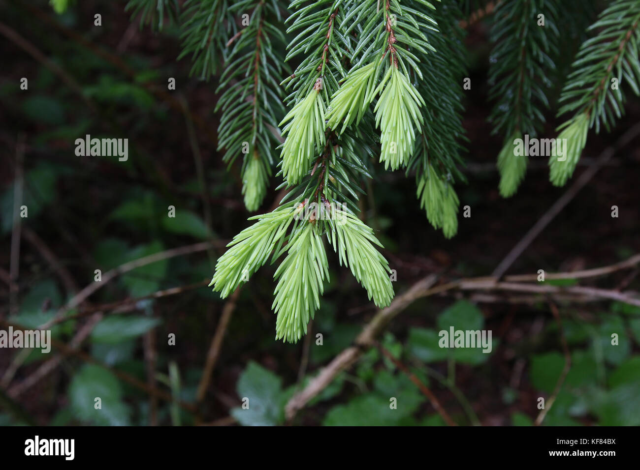 Coniferous trees in forest / Needles close-up Stock Photo - Alamy