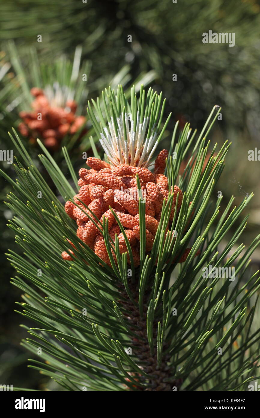 Coniferous trees in forest / Needles close-up Stock Photo - Alamy