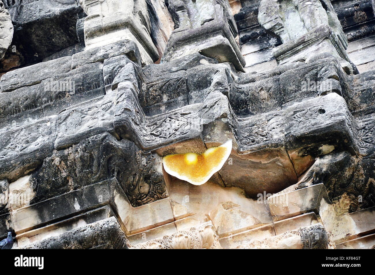 Honeycomb structure wasp nest hi-res stock photography and images - Alamy