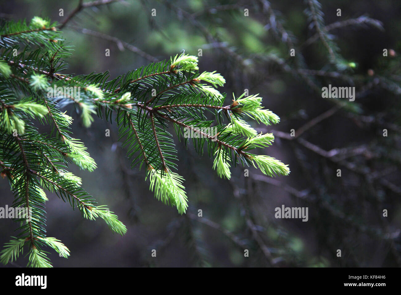 Coniferous trees in forest / Needles close-up Stock Photo - Alamy