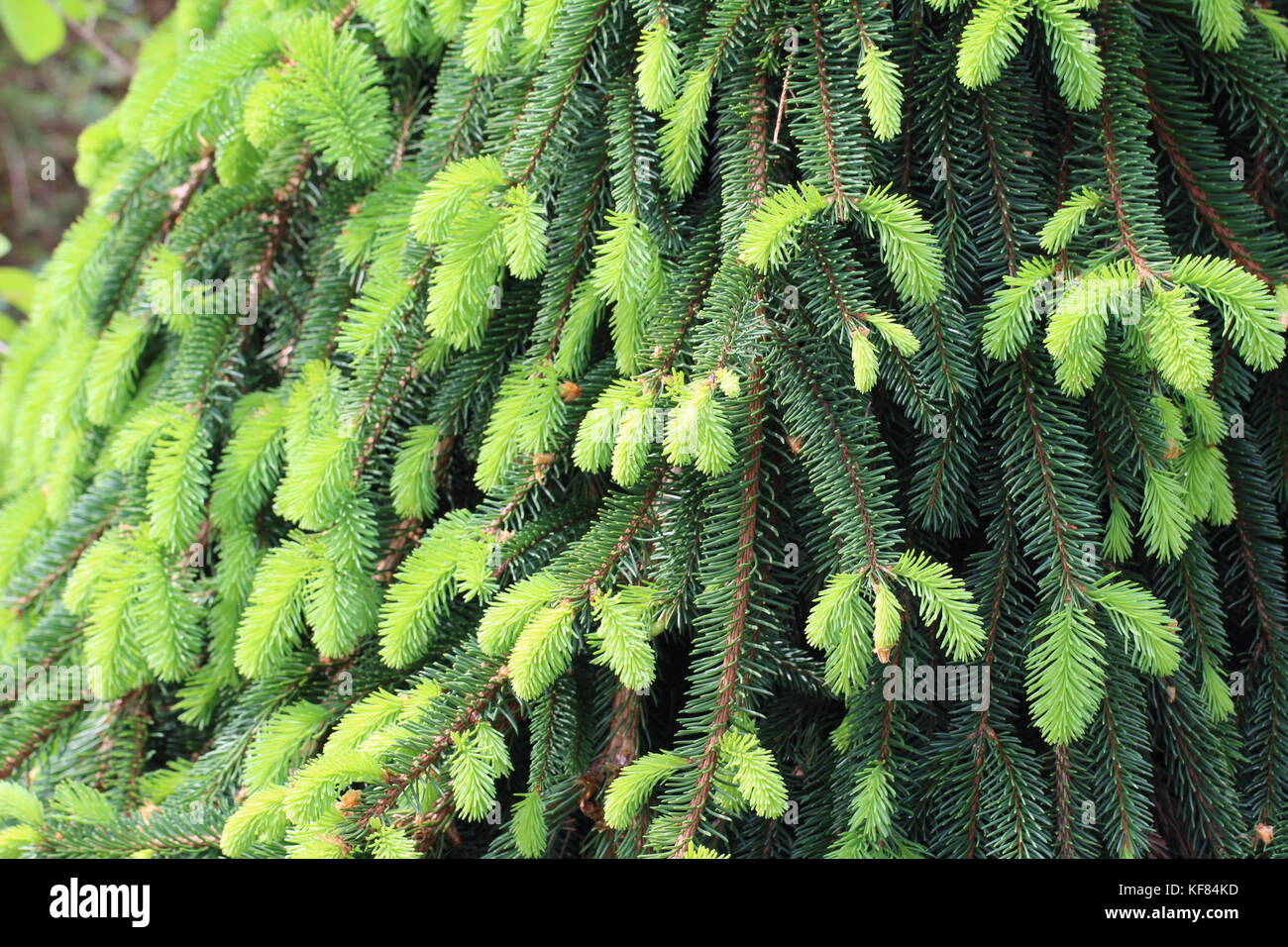 Coniferous trees in forest / Needles close-up Stock Photo - Alamy
