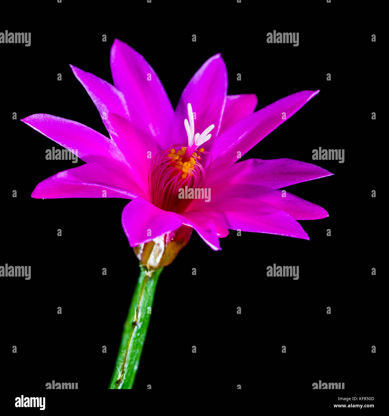 Easter cactus hi-res stock photography and images - Alamy