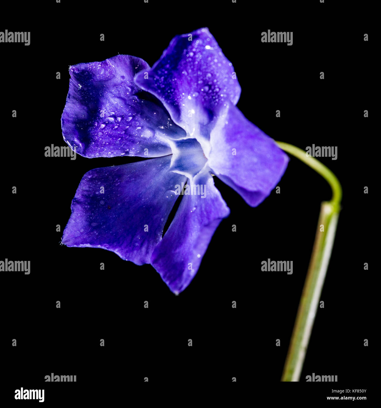 Periwinkle cut out hi-res stock photography and images - Alamy