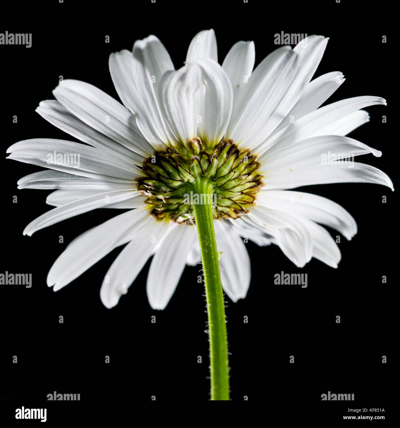 A macro shot of an ox eye daisy bloom shot against a black background ...