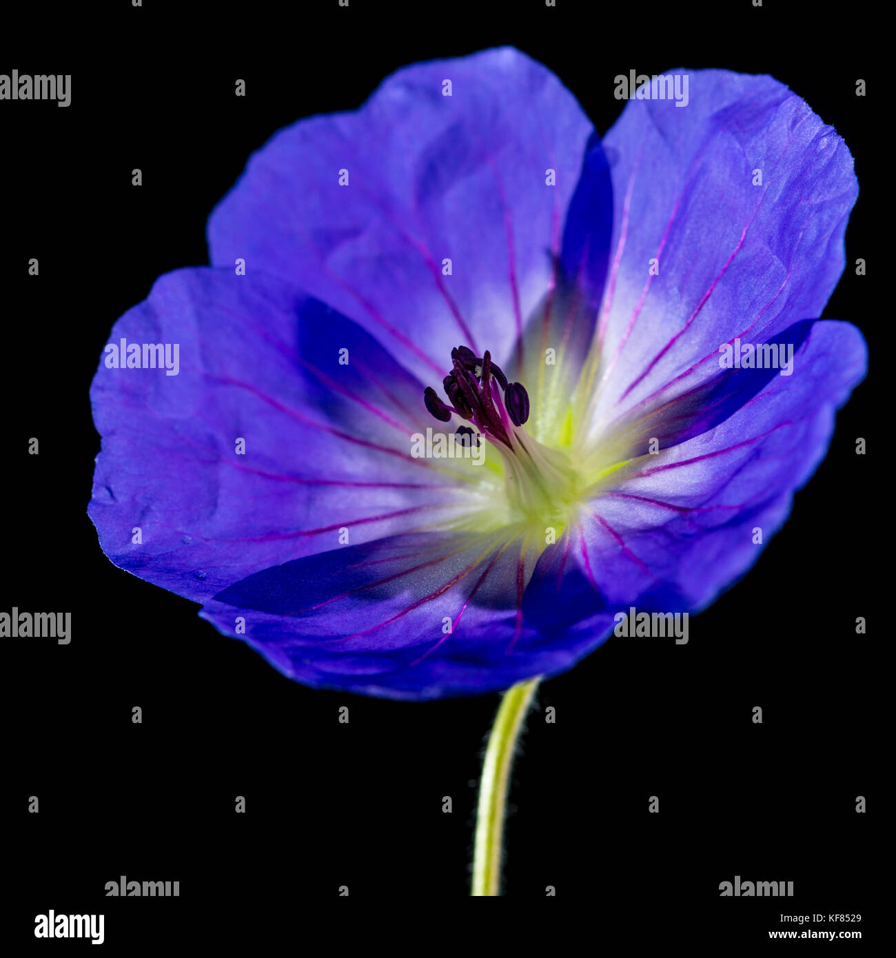Geranium rozanne hi-res stock photography and images - Alamy