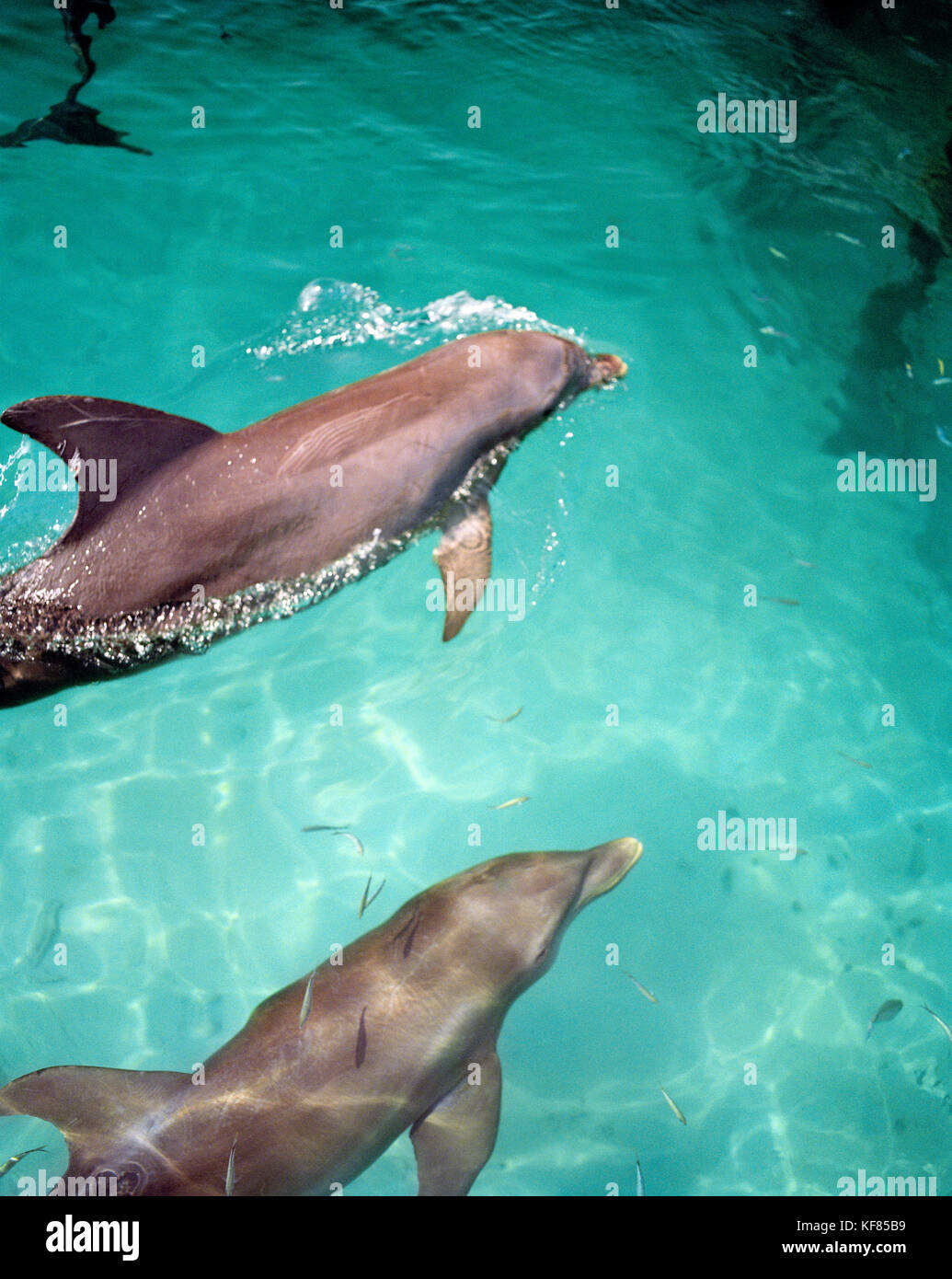 HONDURAS, Roatan, Bottlenose Dolphins swimming Stock Photo - Alamy