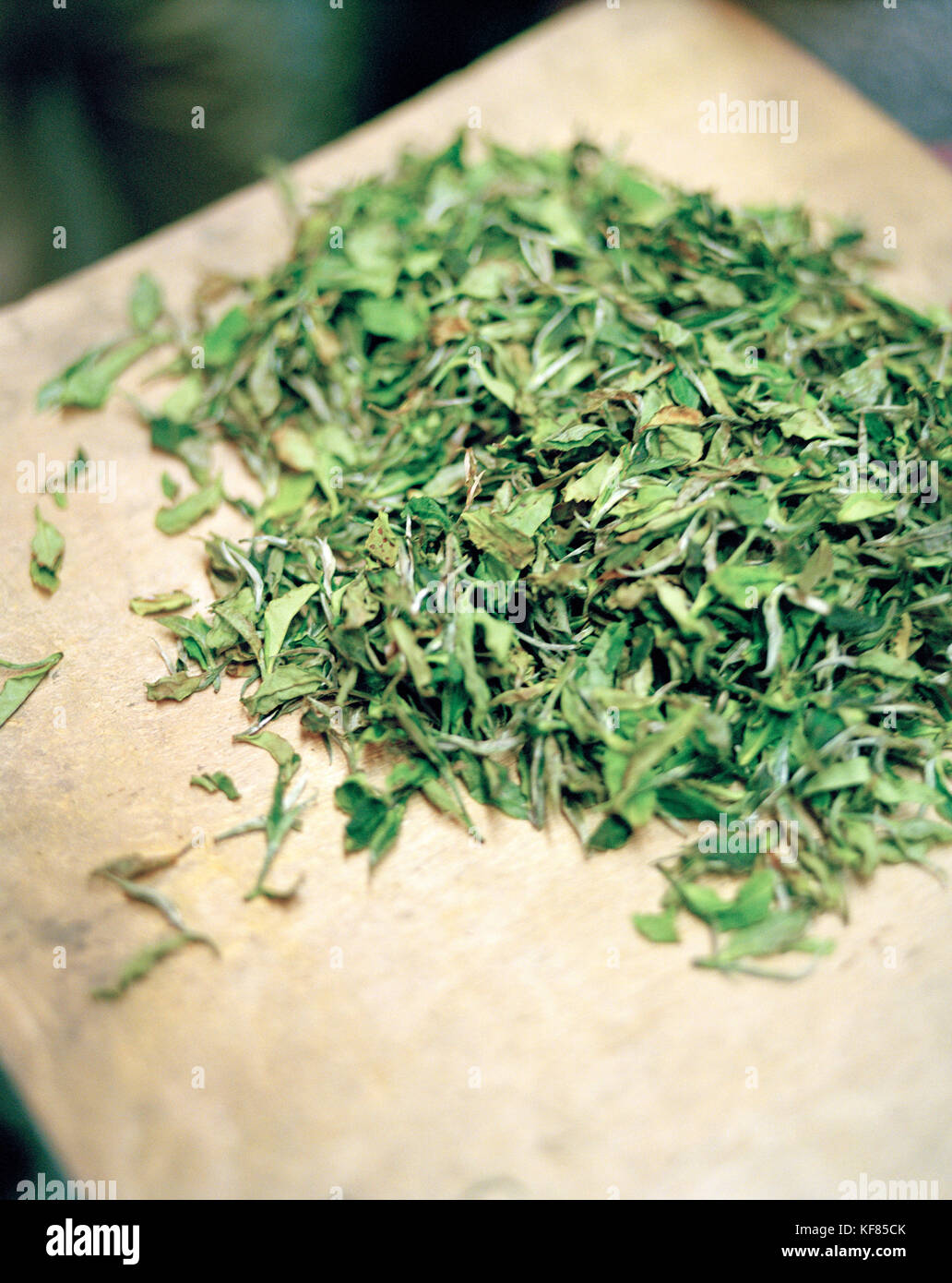 INDIA, West Bengal, green tea leaves, Ambooti Tea Gardens, Darjeeling ...