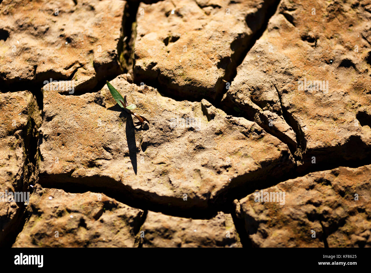 Cracks in drought affected earth Stock Photo - Alamy