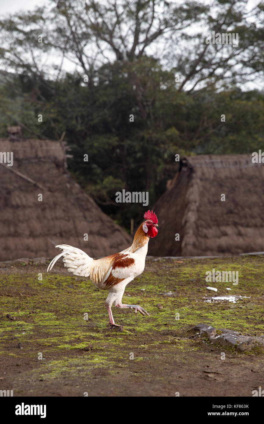 INDONESIA, Flores, rooster at Bena village Stock Photo - Alamy