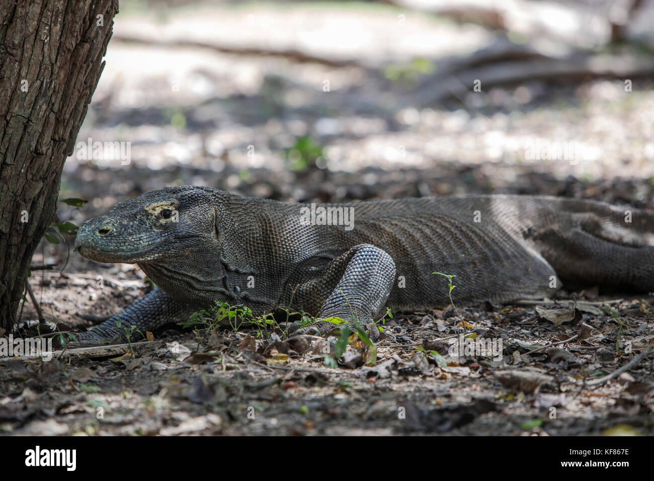 INDONESIA, Flores, Rinca Island, a large male Komodo Dragon rests in ...