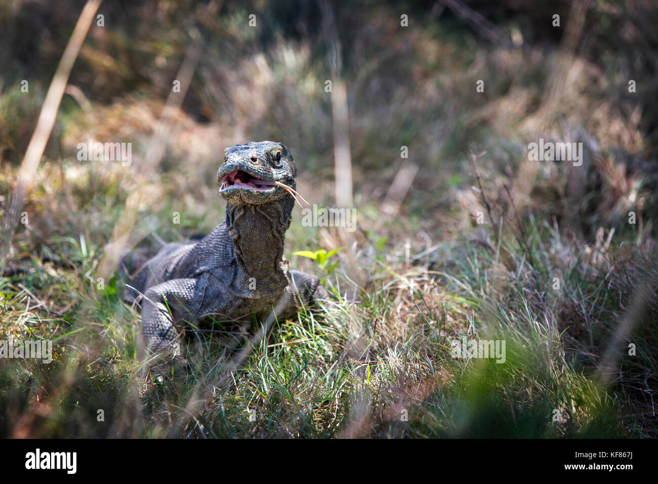 INDONESIA, Flores, Rinca Island, a female Komodo Dragon walks up a ...