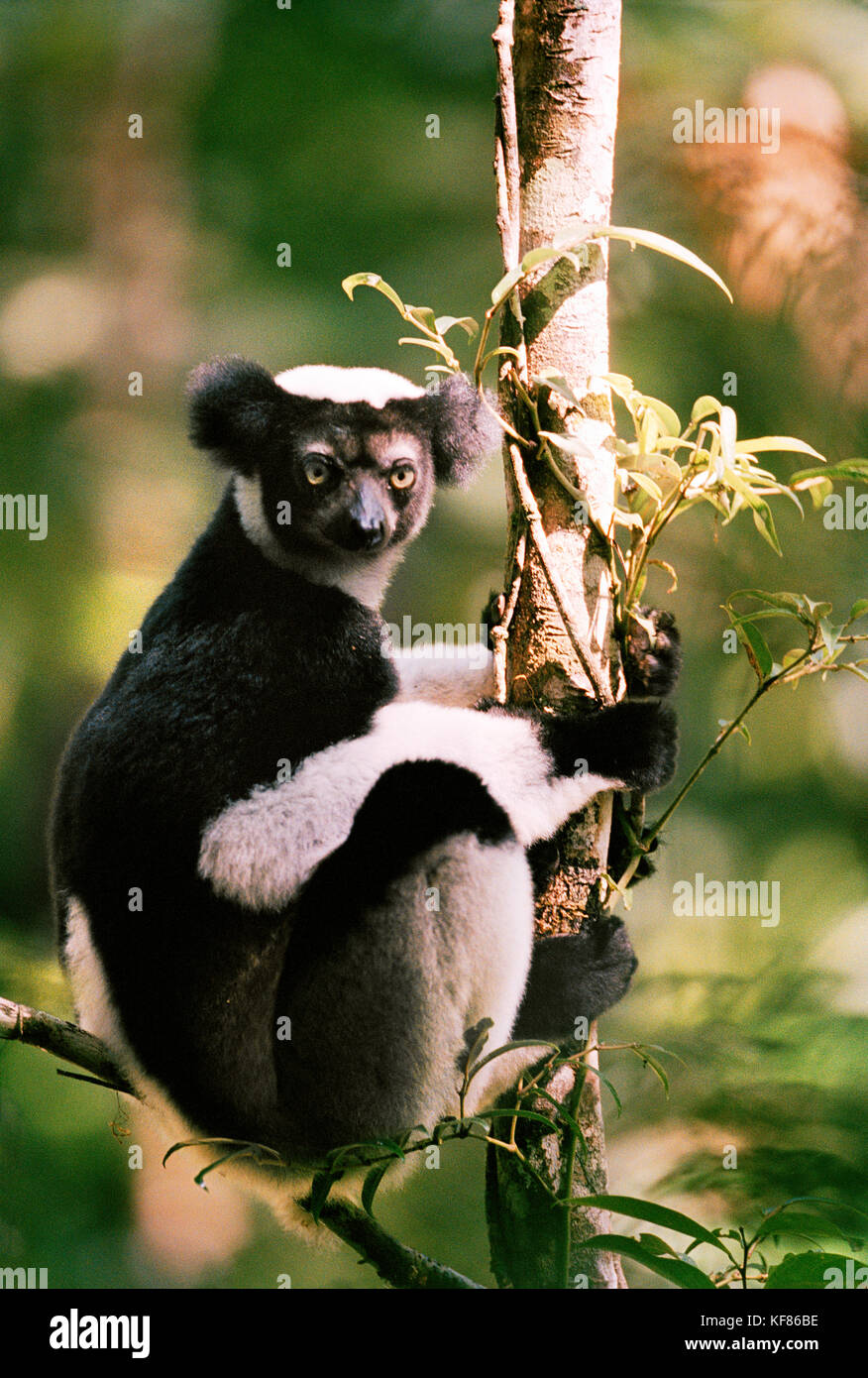 MADAGASCAR, Indri Indri Lemur sitting in a tree, Analamazaotra National ...