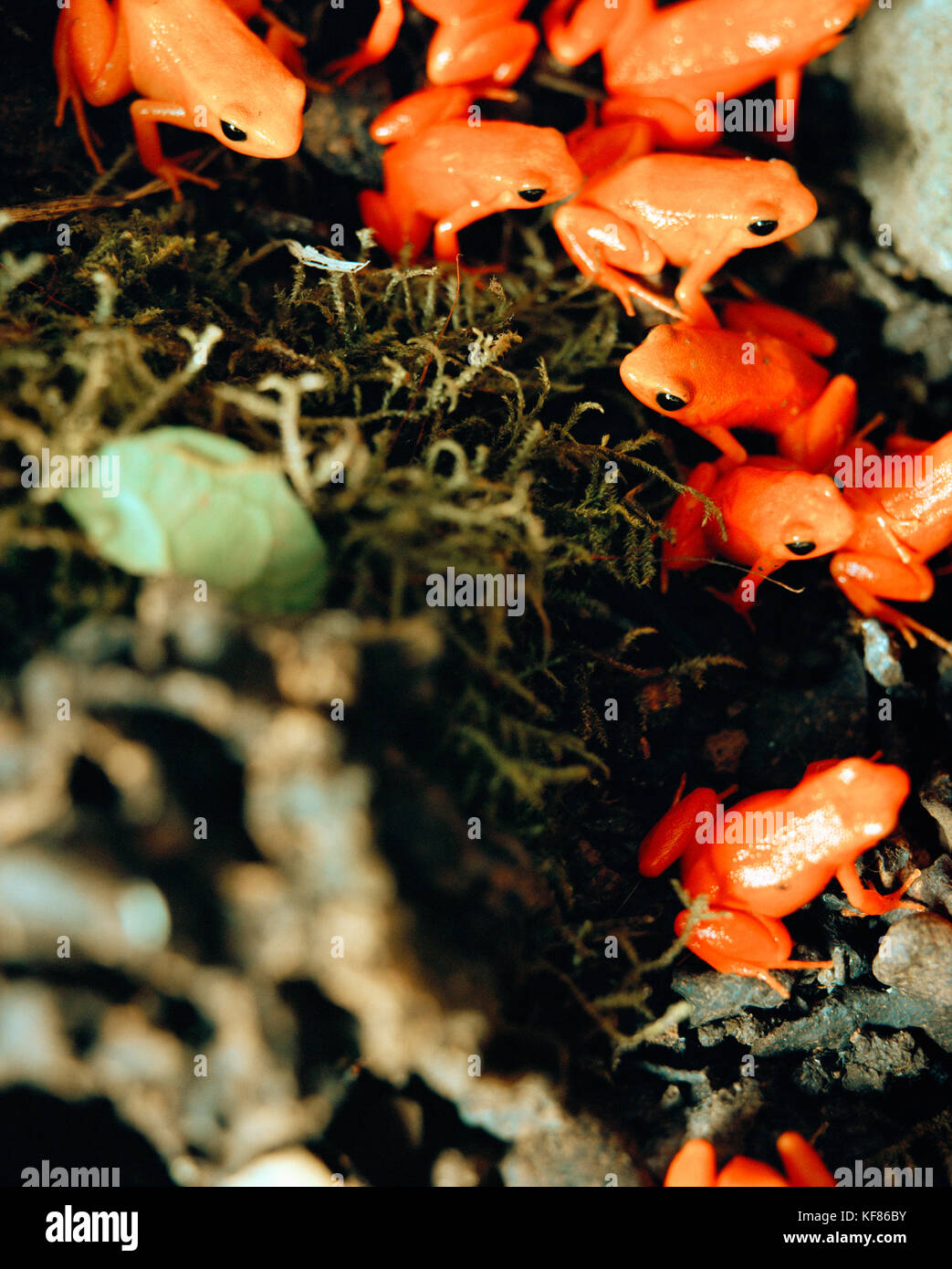 MADAGASCAR, group of Golden Mantella Frogs, Mandraka Reptile Park, Tana ...