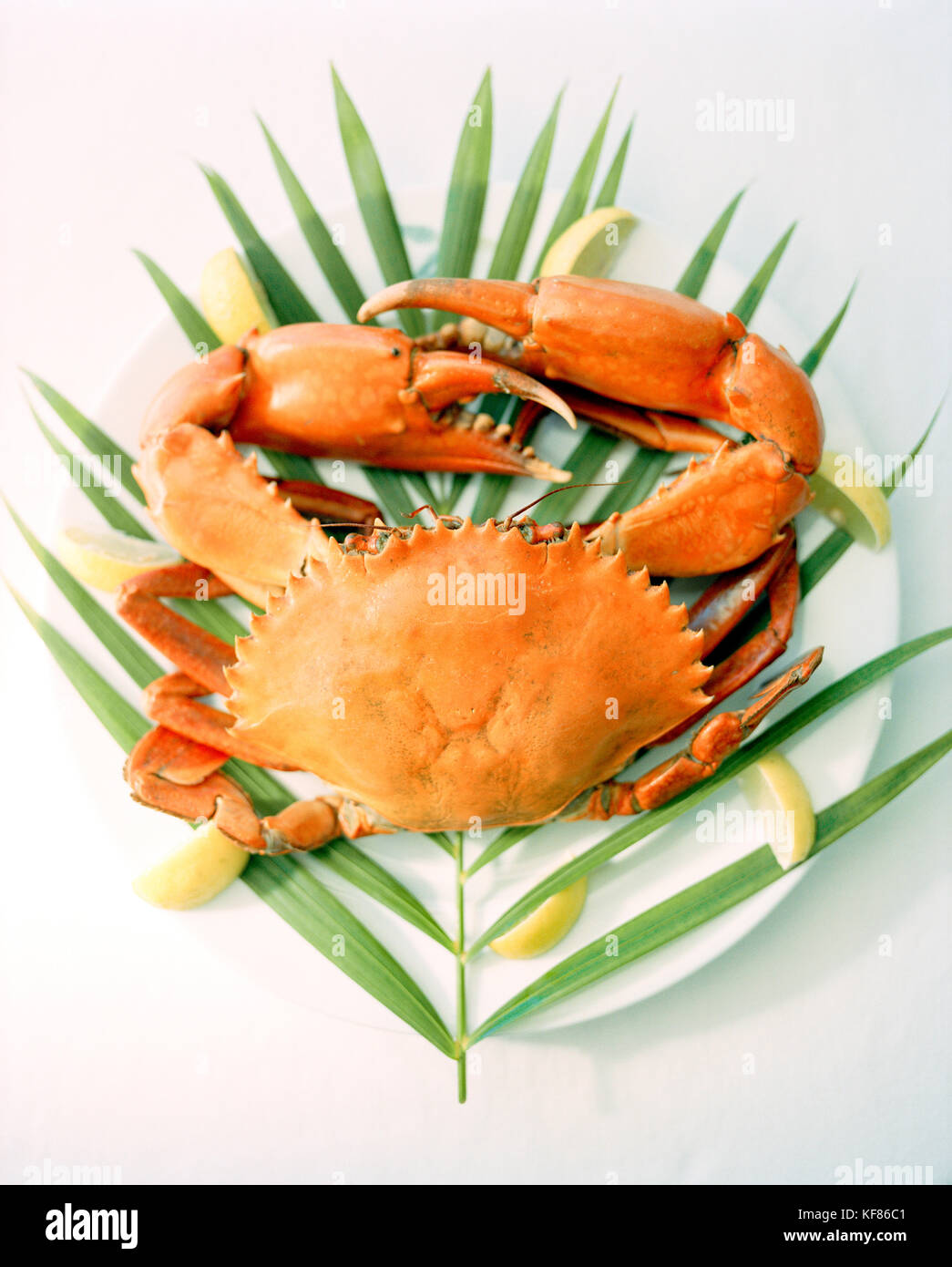 MADAGASCAR, crab on mangrove leaf, close-up, Anjajavy Hotel Stock Photo ...