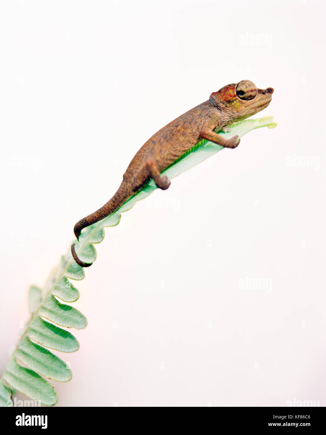 Worlds Smallest Lizard