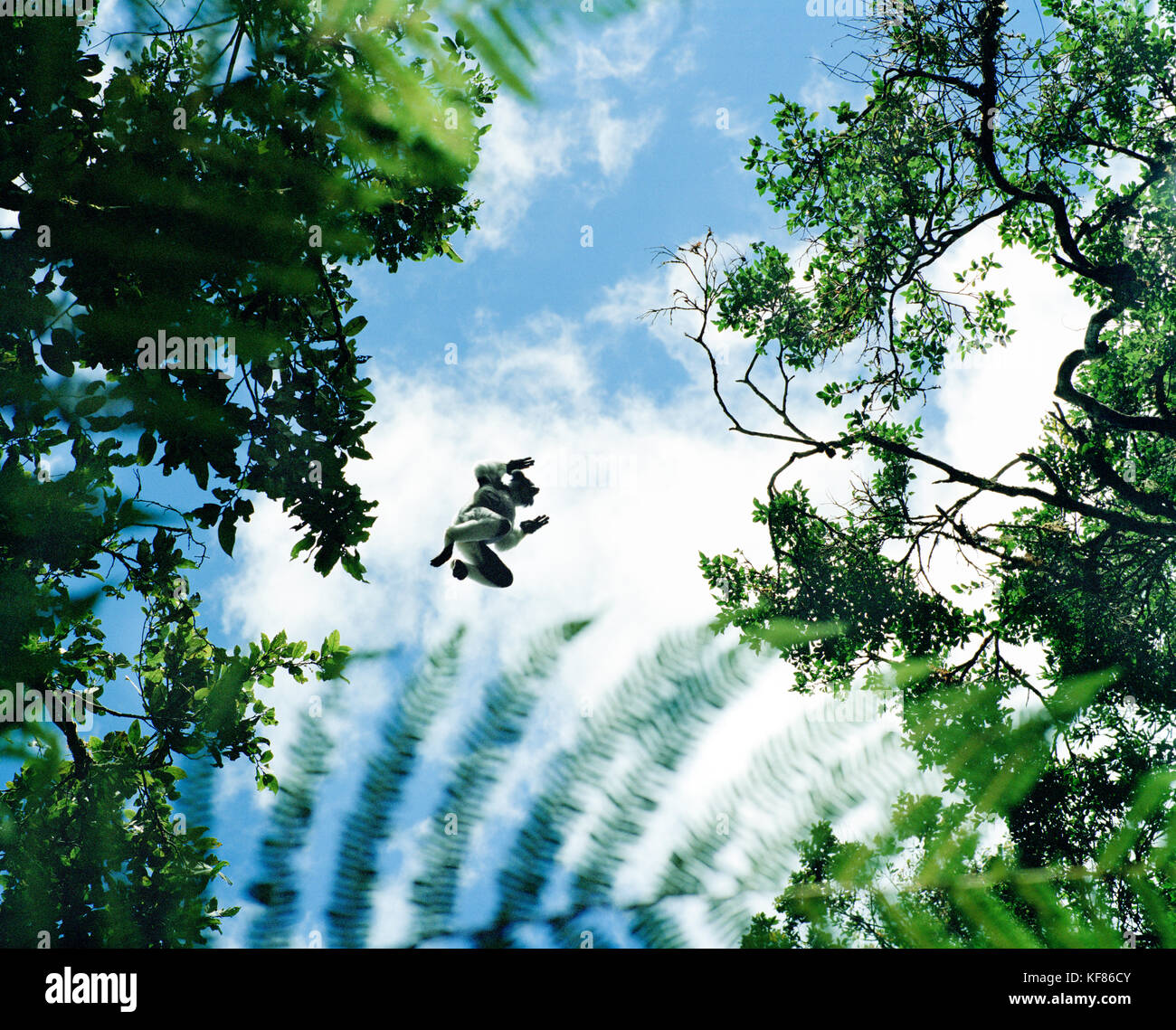 MADAGASCAR, Indri Indri Lemur jumping from tree to tree, Analamazaotra ...