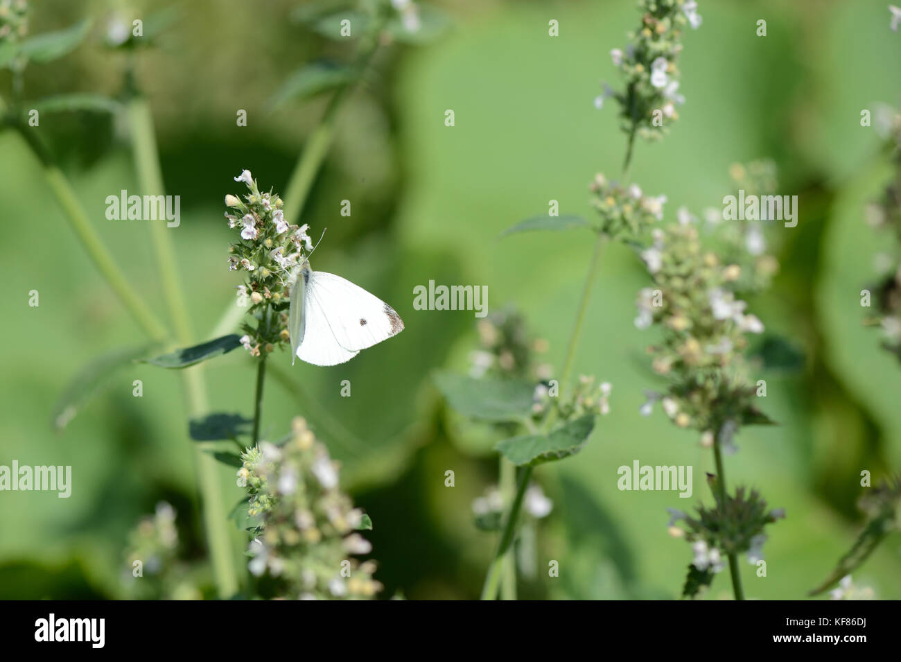 White butterfly in the garden close up Stock Photo - Alamy