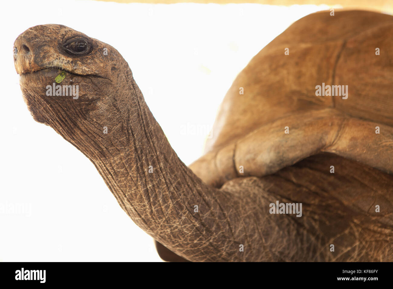 MAURITIUS, Ile aux Aigrettes, a 90 year old 260 kilo giant tortoise ...