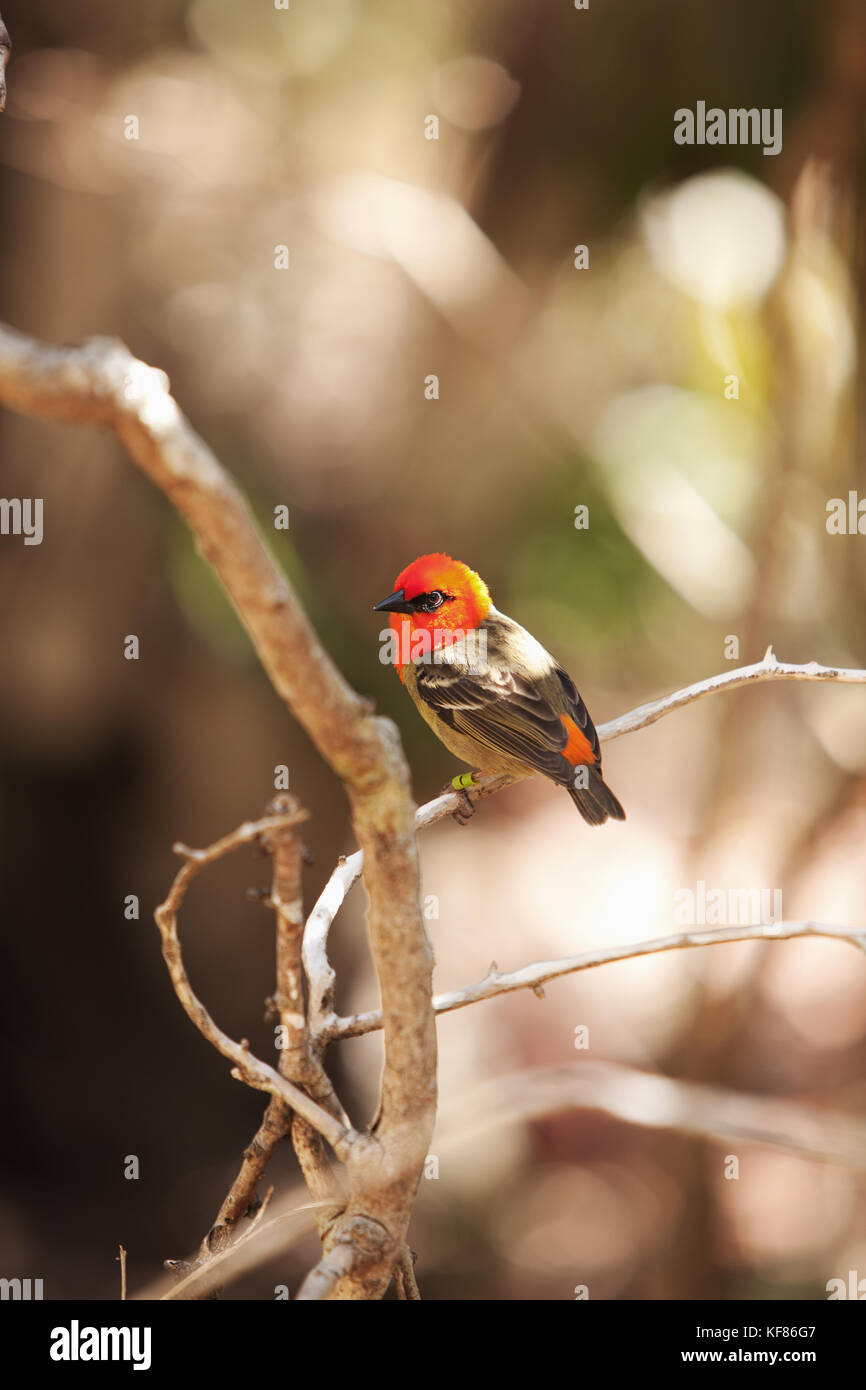 MAURITIUS, Ile aux Aigrettes, a small red headed bird called the ...