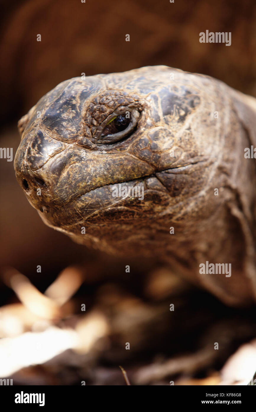 MAURITIUS, Ile aux Aigrettes, a 90 year old 260 kilo giant tortoise ...