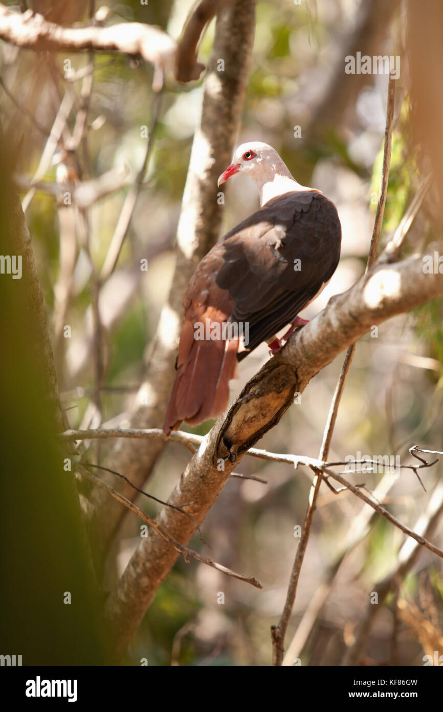 MAURITIUS, Ile aux Aigrettes, a bird called the Mauritius Kestrel or ...