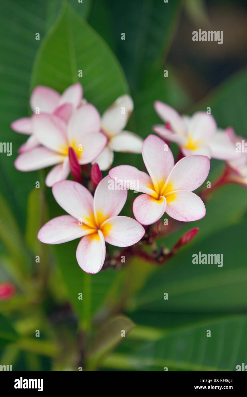 Close wolmar hi-res stock photography and images - Alamy