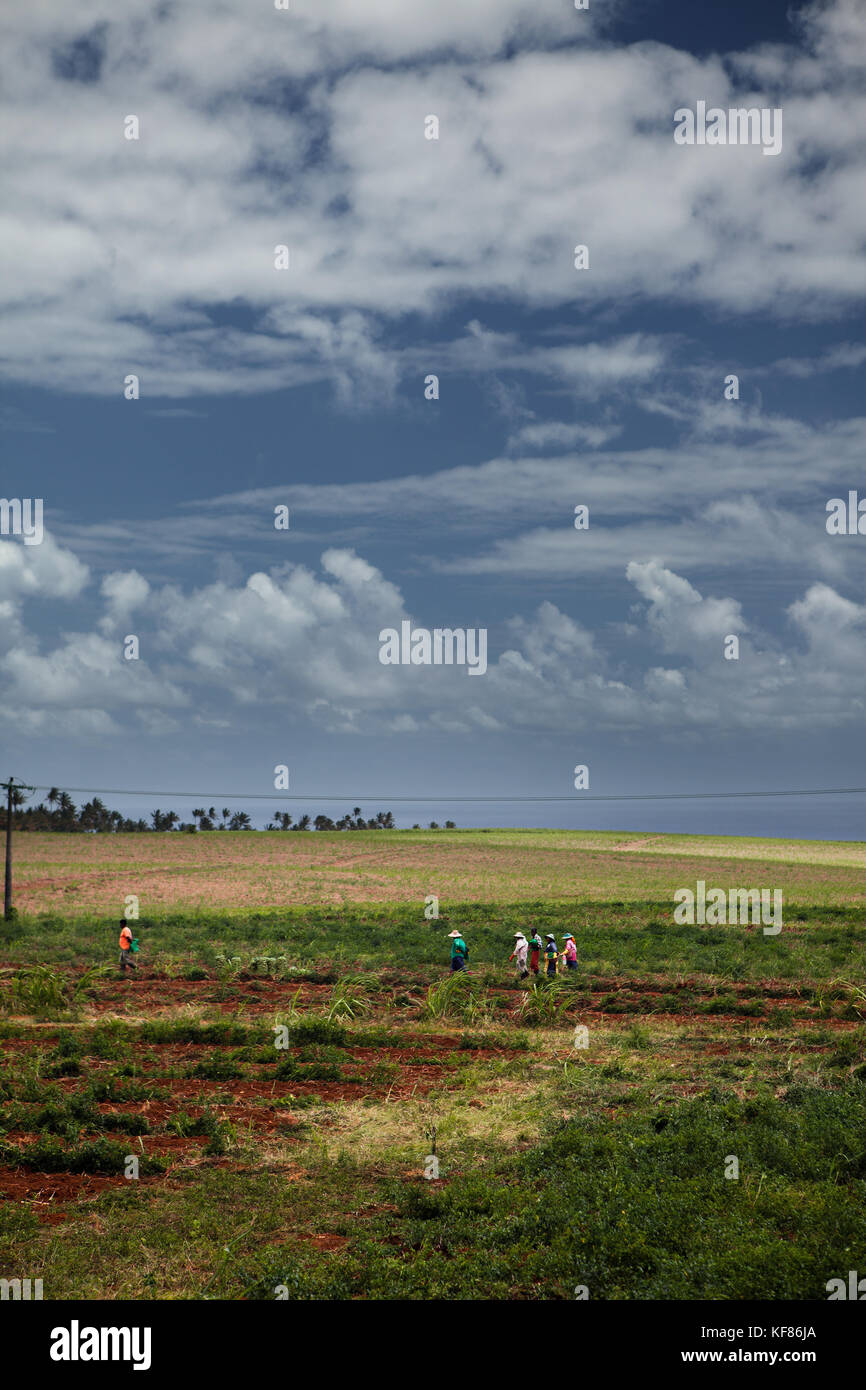 MAURITIUS, field workers walk through the open landscape outside of the ...