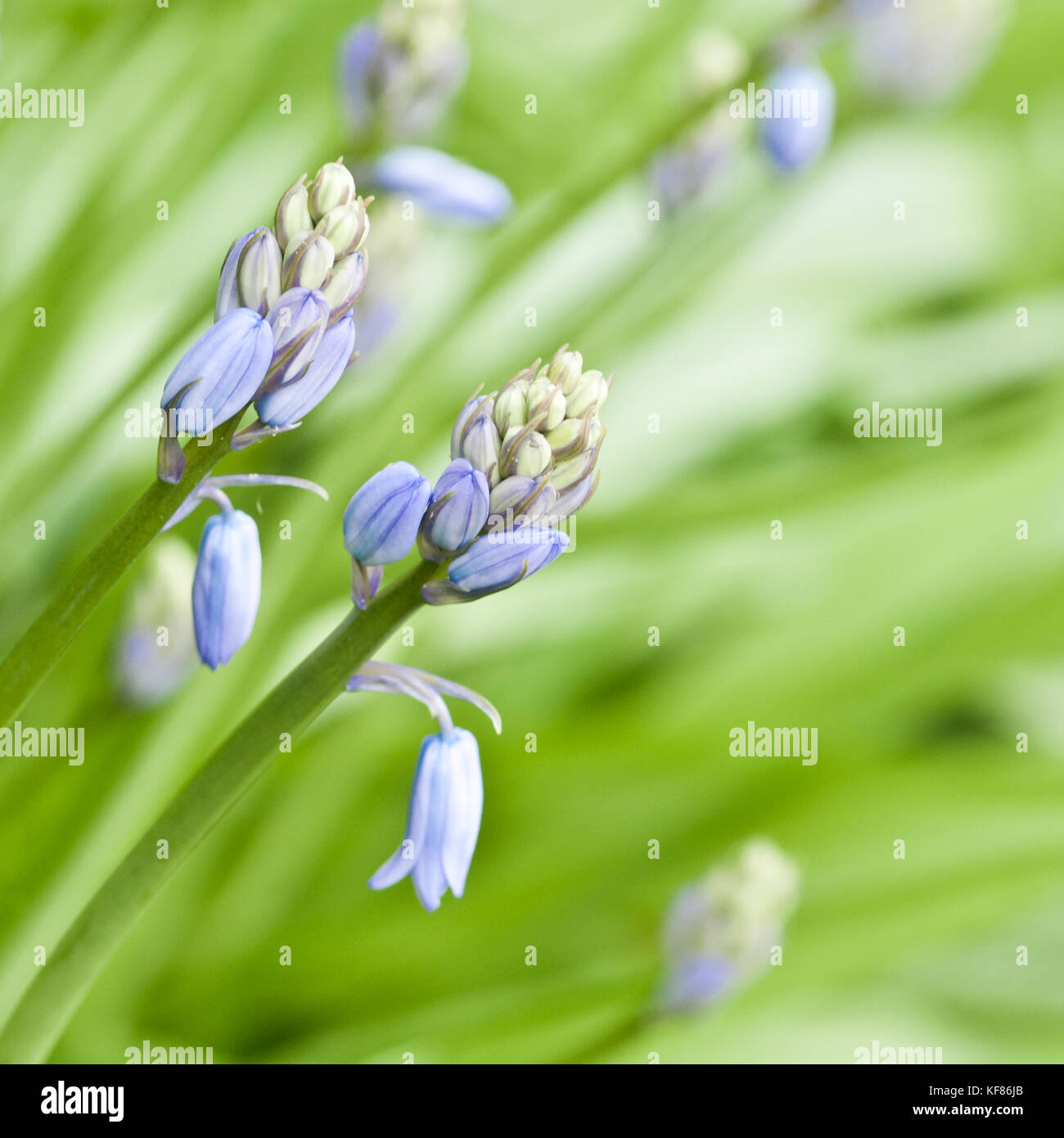 The first of the spring bluebells come into bloom Stock Photo - Alamy
