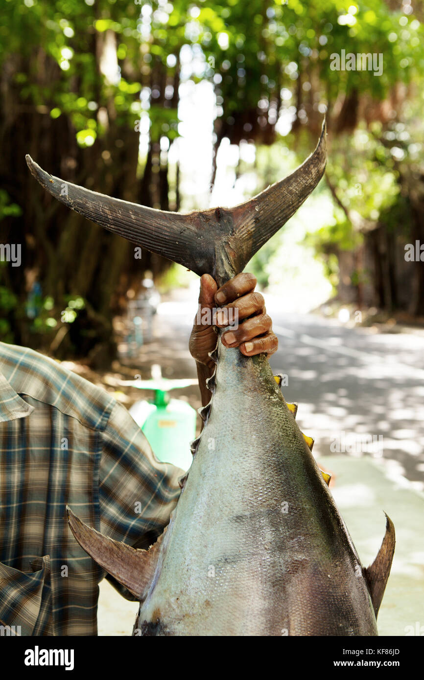 Mauritius fish hi-res stock photography and images - Alamy