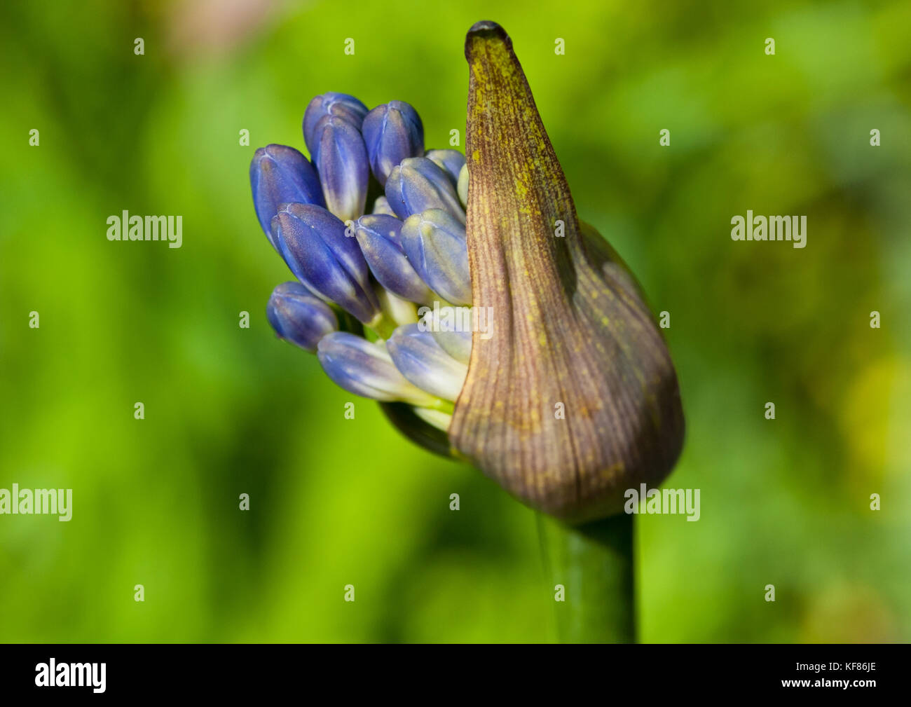 An agapanthus bud is almost ready to burst open Stock Photo - Alamy