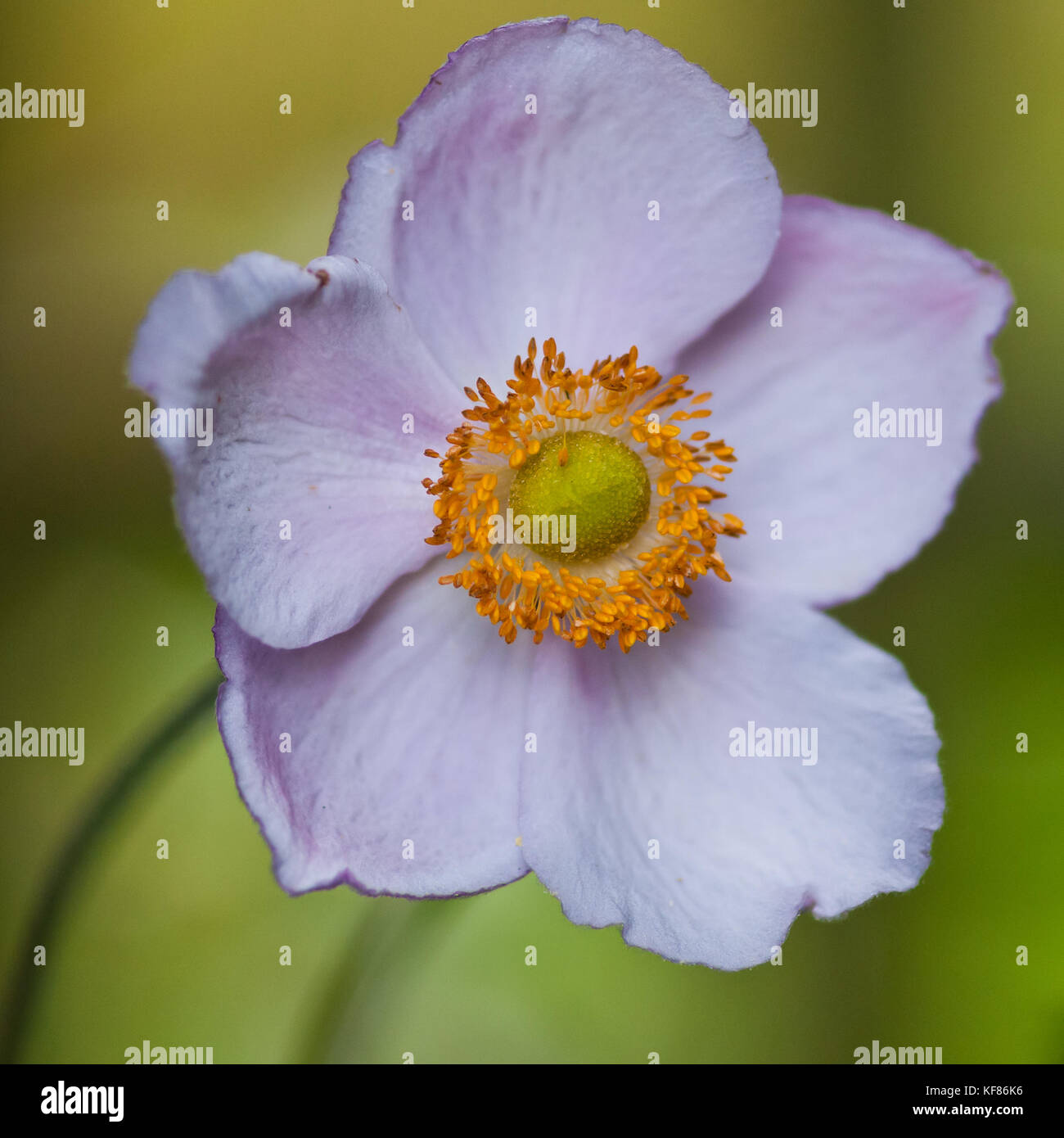 A close-up shot of a Japanese anemone flower Stock Photo - Alamy