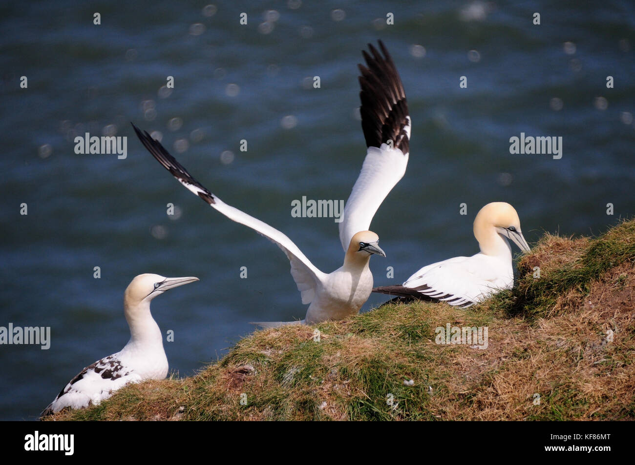 Gannets nesting on Bempton Cliffs Stock Photo - Alamy