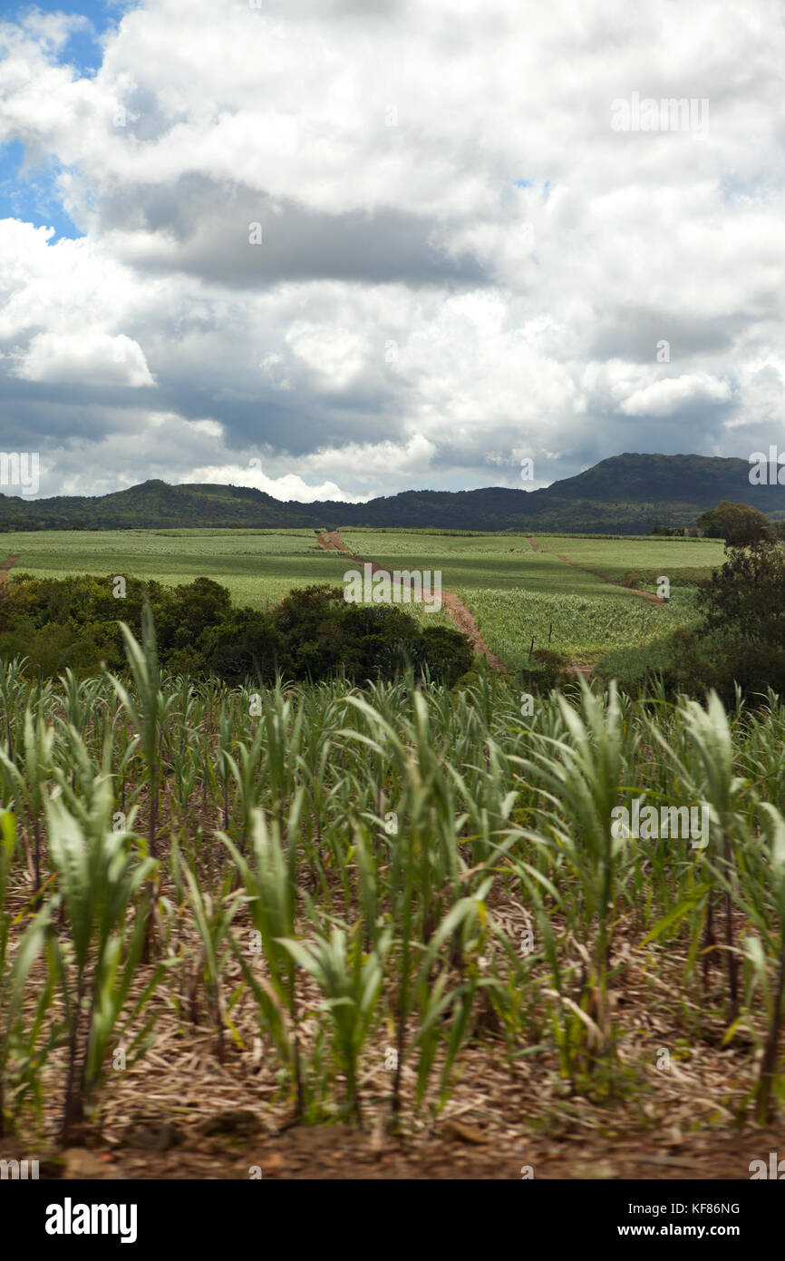 Sugarcane fields mauritius hi-res stock photography and images - Alamy