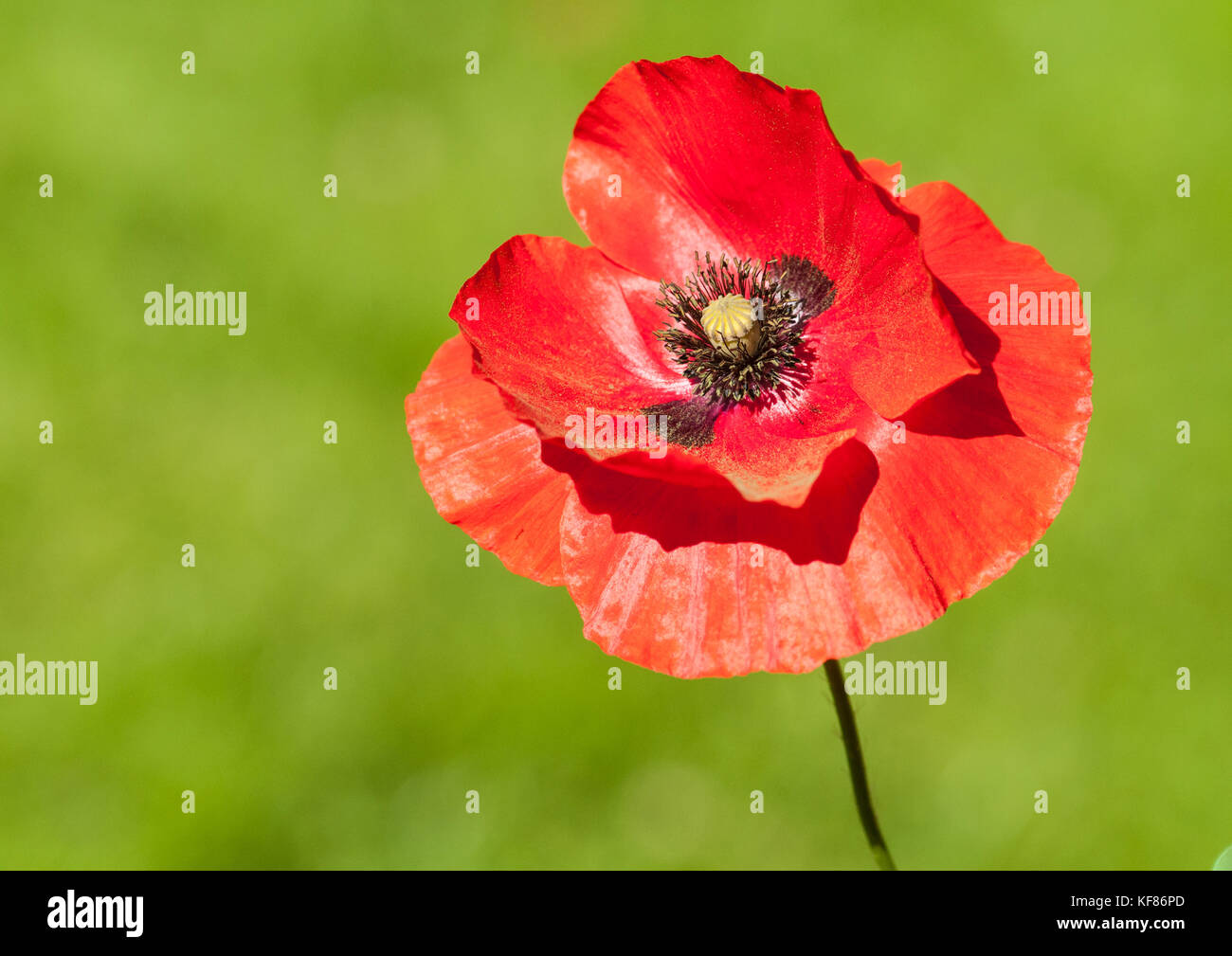 A red poppy bloom in front of a green lawn background Stock Photo - Alamy