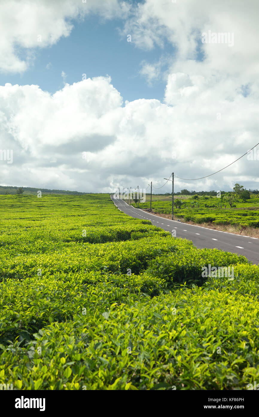 Mauritius tea plantation hi-res stock photography and images - Alamy
