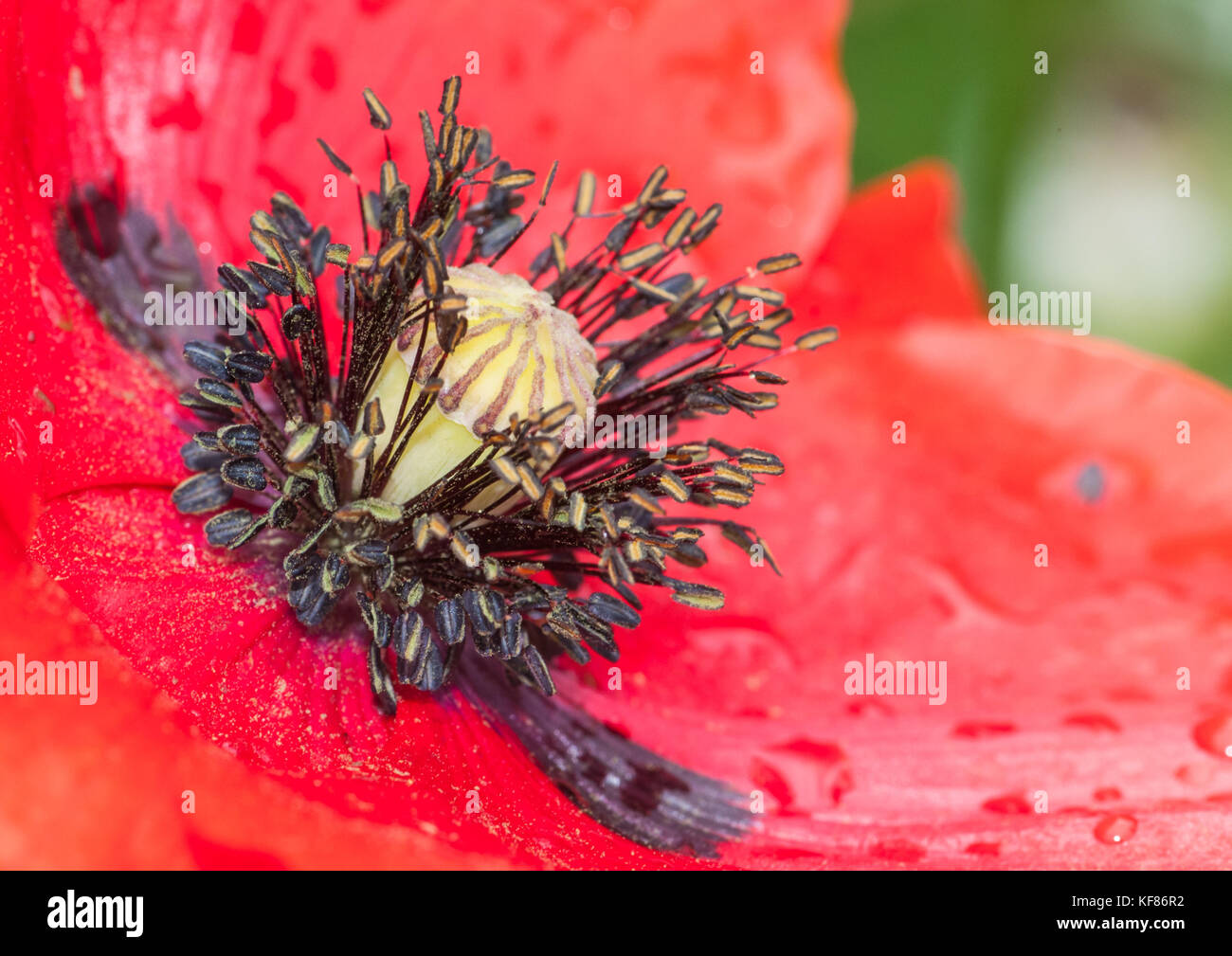 Centre of a poppy hi-res stock photography and images - Alamy