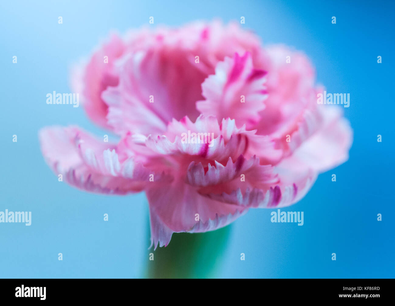 A macro shot of a single pink carnation Stock Photo - Alamy