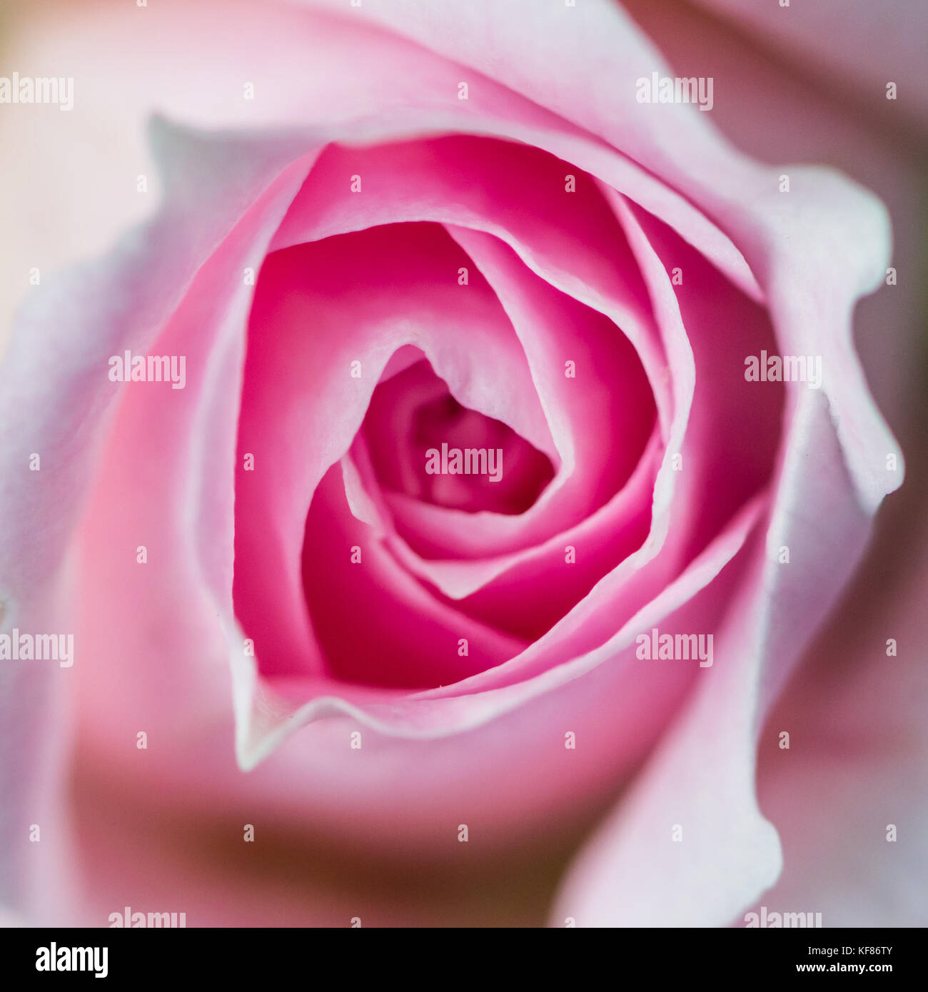 Patio rose pink hi-res stock photography and images - Alamy