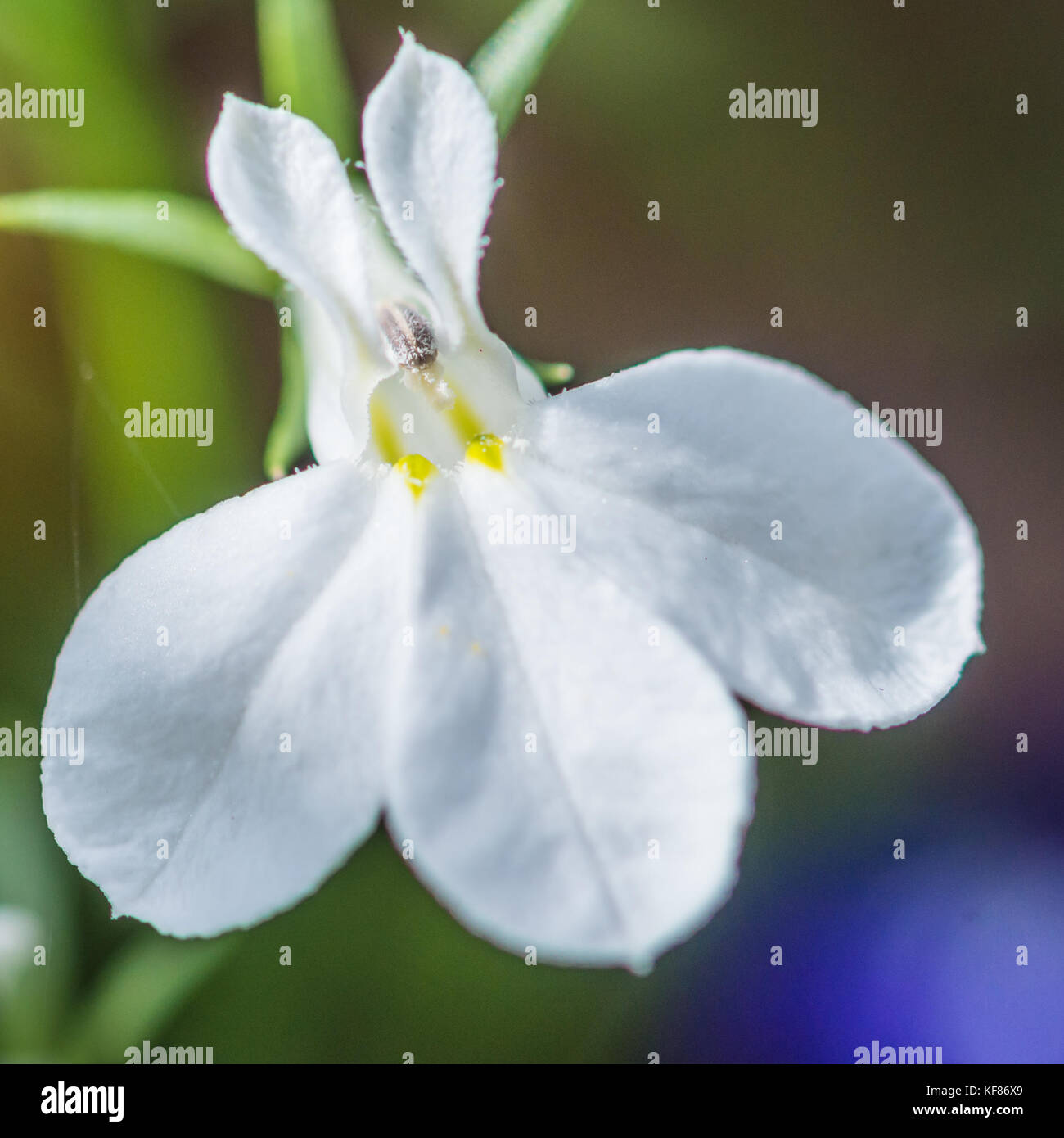 White lobelia hi-res stock photography and images - Alamy