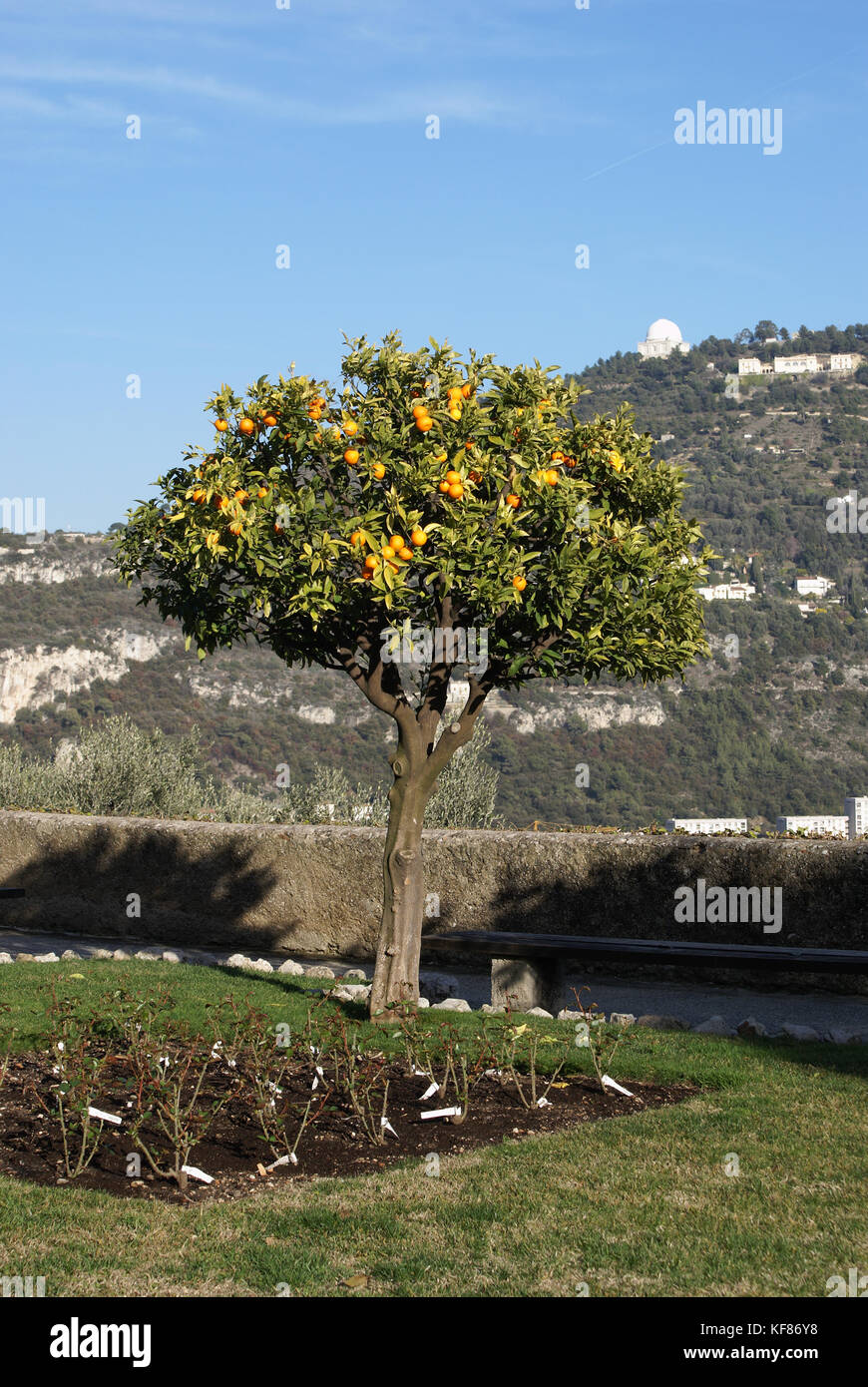 Orange tree during a winter in the city of Nice (French Riviera Stock ...