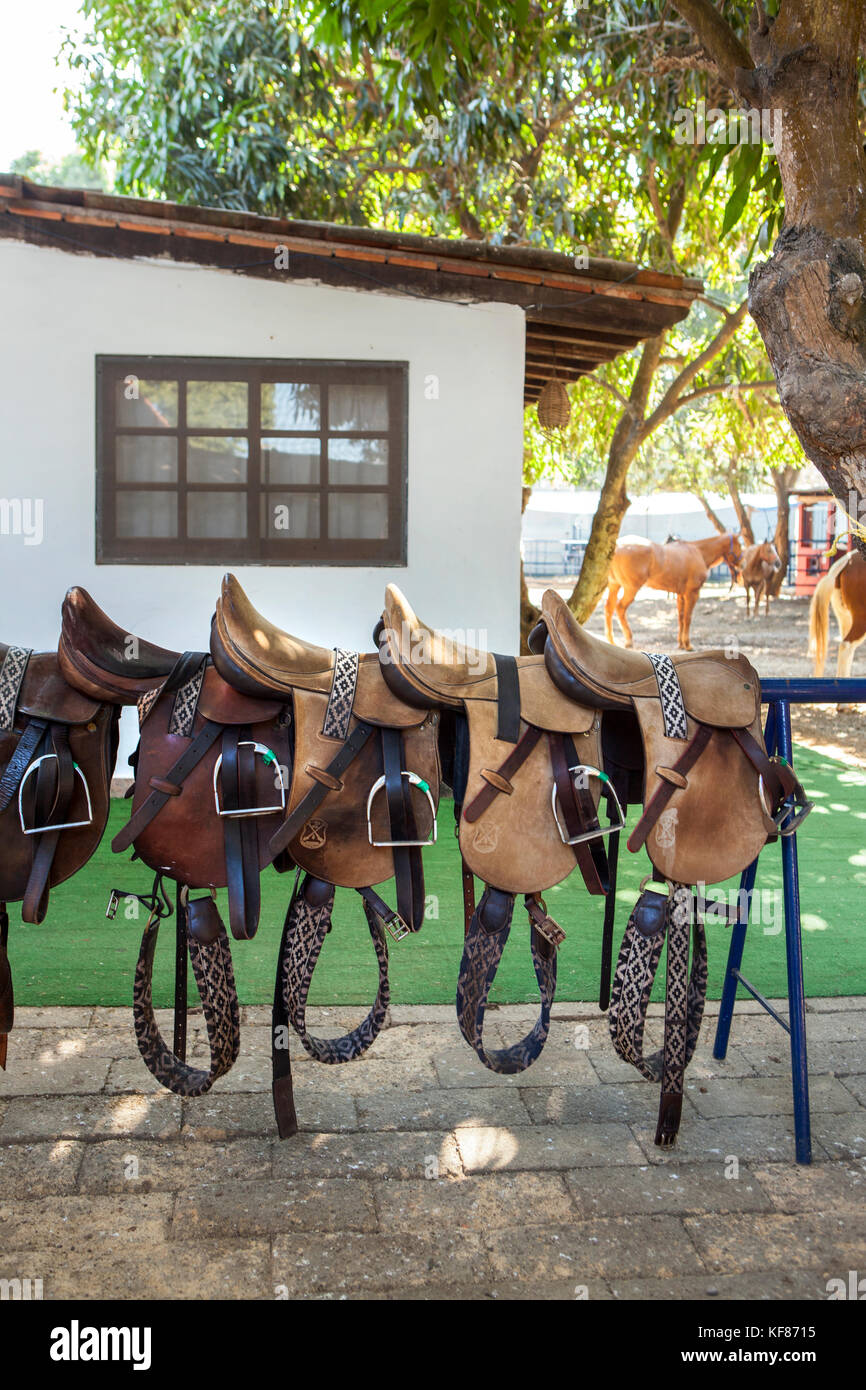 MEXICO, San Pancho, San Francisco, La Patrona Polo Club, saddles lined ...