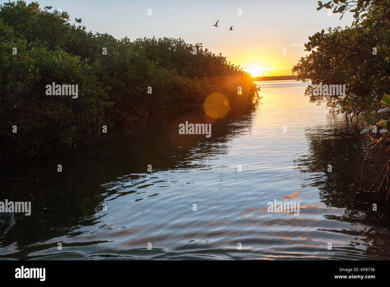 MEXICO, Baja, Magdalena Bay, Pacific Ocean, a view of the mangroves ...