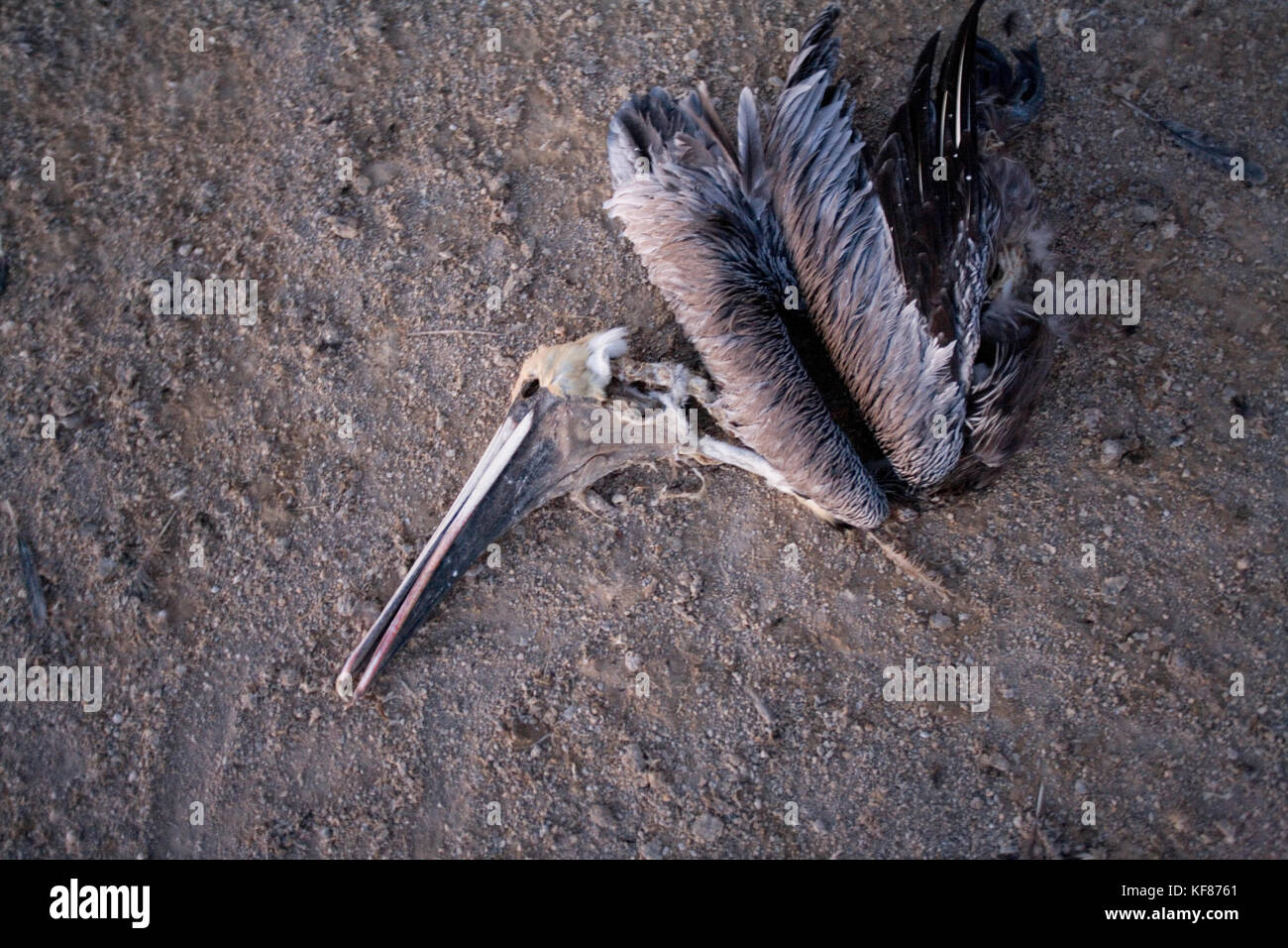 MEXICO, Baja, Magdalena Bay, Pacific Ocean, a dead pelican seen while ...