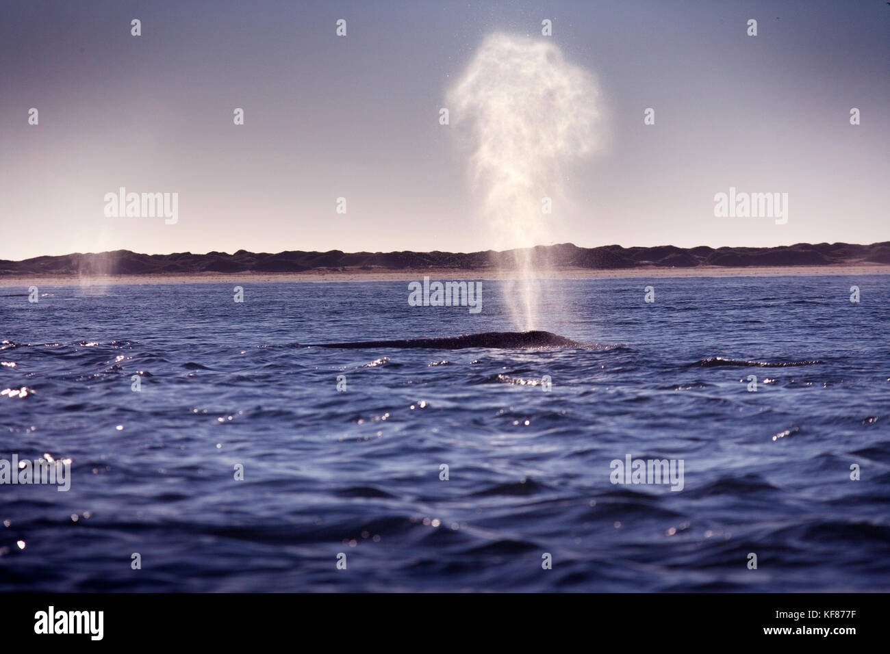 MEXICO, Baja, Magdalena Bay, Pacific Ocean, a grey whale seen spouting ...