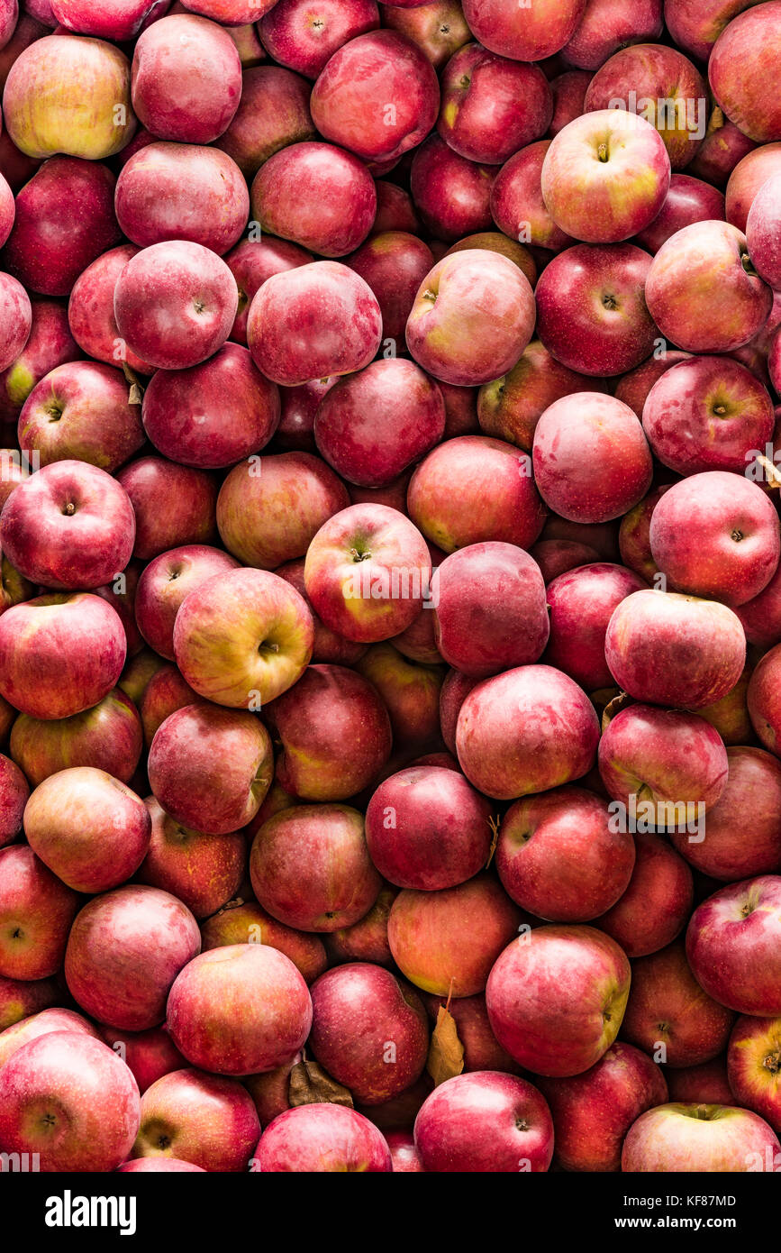 Crate of McIntosh apples at a produce stand, Randolph, Cattaraugus Co ...