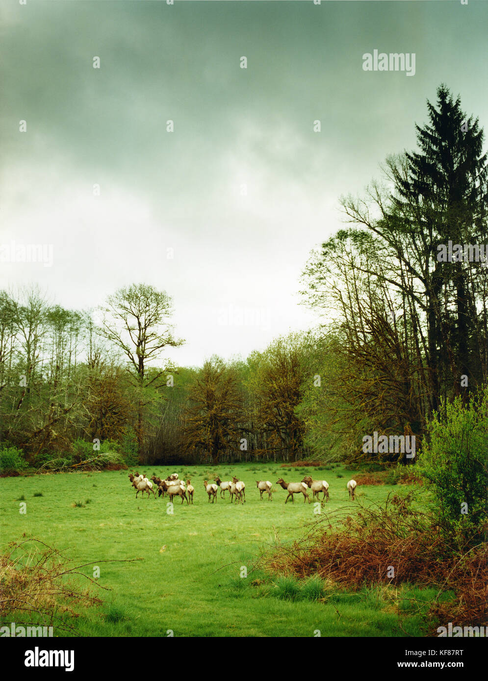 USA, Washington State, group of Roosevelt elk grazing, Olympic National ...