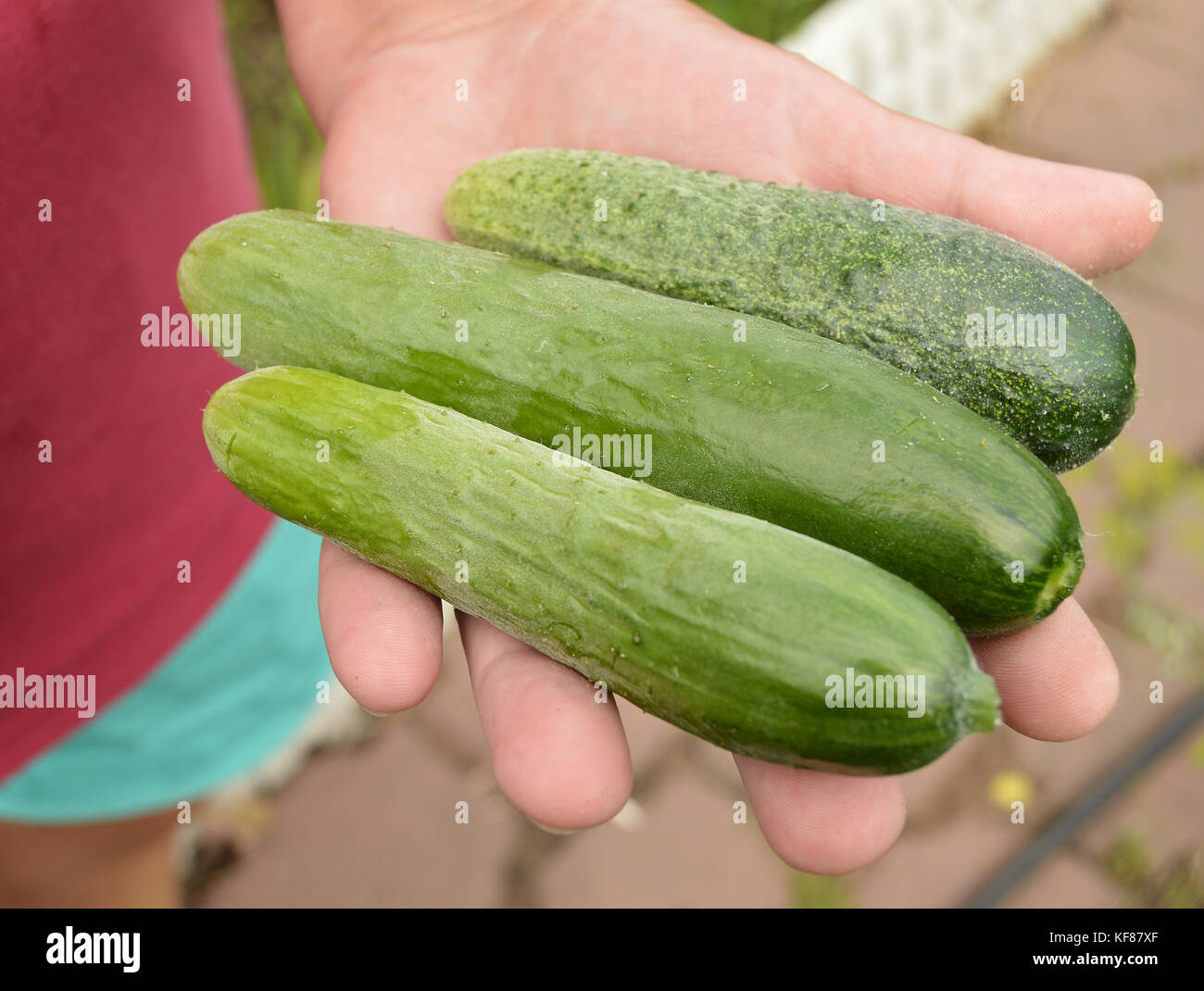 hands holding a cucumber, agriculture, gardening, and the farmer with a ...
